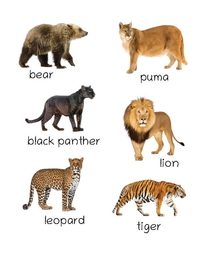 To learn about Wild Animals | Lil Legends Picture Book for Kids, Age 1 ...